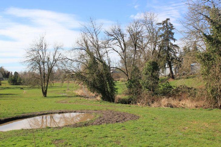 2025 IN REVIEW: Emerald ash borers spread, Mediterranean oak borers ...